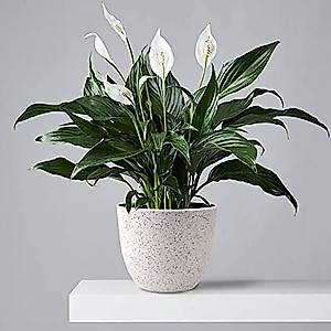 Giraffe Creation Plant Pots 10/9/8 inch Set of 3, Flower Pots Outdoor Indoor, Planters with Drainage Hole, Speckled White