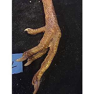 2 Real Chicken Feet Taxidermy Arts Witchcraft Spell Voodoo Hoodoo