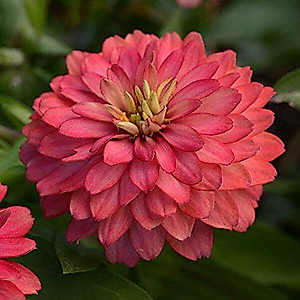 Outsidepride Zinnia Zahara Double Salmon Heat & Drought Tolerant Garden Cut Flowers - 50 Seeds