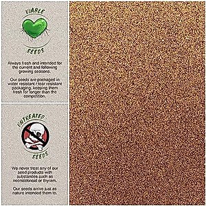 Seed Needs, Showy Evening Primrose Seeds - 6,000 Seeds for Planting Oenothera speciosa - Pink Blooms, Attracts Butterflies/Pollinators (2 Packs)