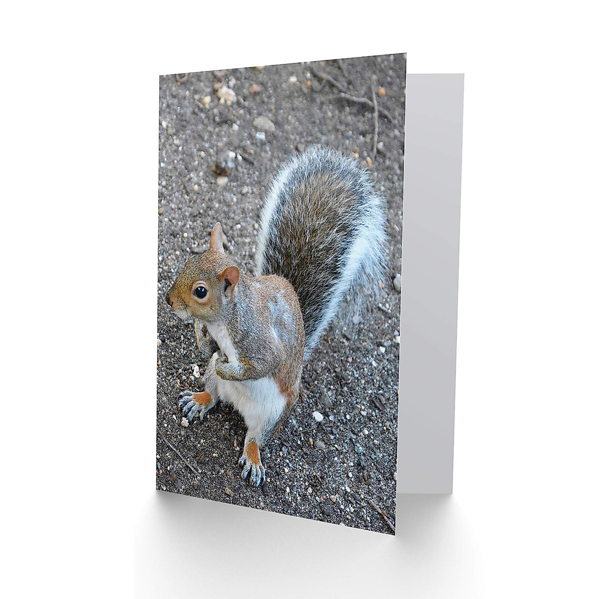 Wee Blue Coo CARD GREETING BIRTHDAY LITTLE SQUIRREL GIFT