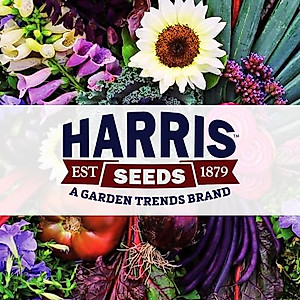 Garden Trends - Pea Seeds - Sugar Sprint Variety - Treated, Non-GMO Vegetable for Outdoor Planting Home Garden - Compact Vines - Edible, Stringless Pods - 100 Seeds