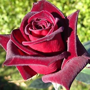 20 True Rose Bush Seeds for Planting, Rare Rose Bush Seeds Flowers to Grow