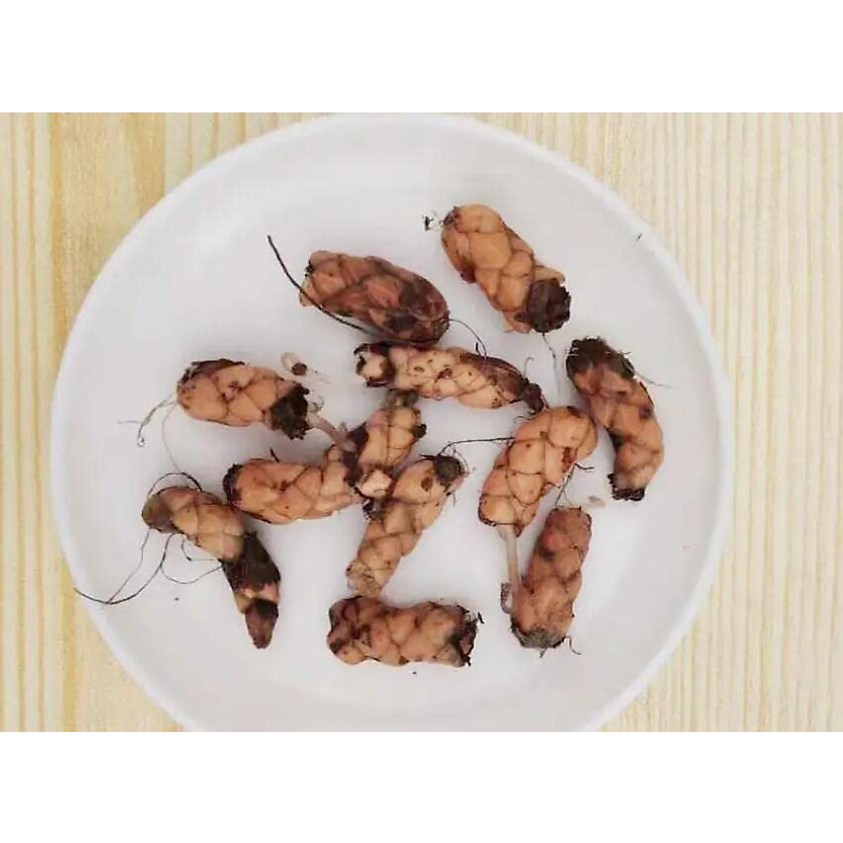 Oxalis Triangularis 10 Bulbs Purple Shamrocks Lucky Lovely Flowers Bulbs Grows for Garden and pots