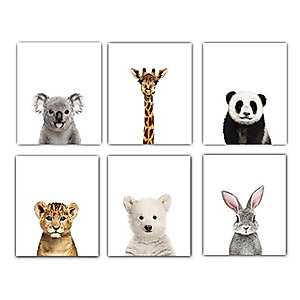 Designs by Maria Inc. Animal Posters | Baby Nursery Decor | Baby Room Pictures Art | Cute Animal Pictures | Set of 6 UNFRAMED Wall Prints | Boy & Girl Baby Room Wall Decor Animal Print (8"x10")