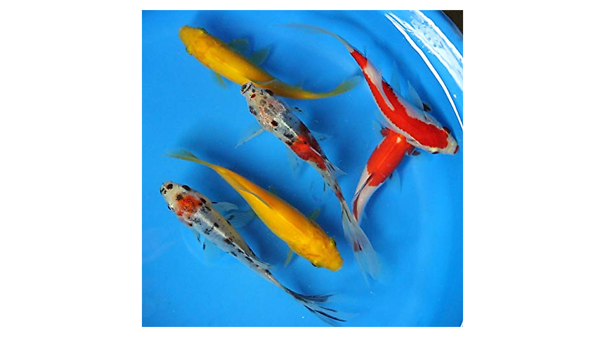 6 Pack of 4-5 inch Mixed Live sarasa, shubunkin, Apricot Comet Goldfish ...