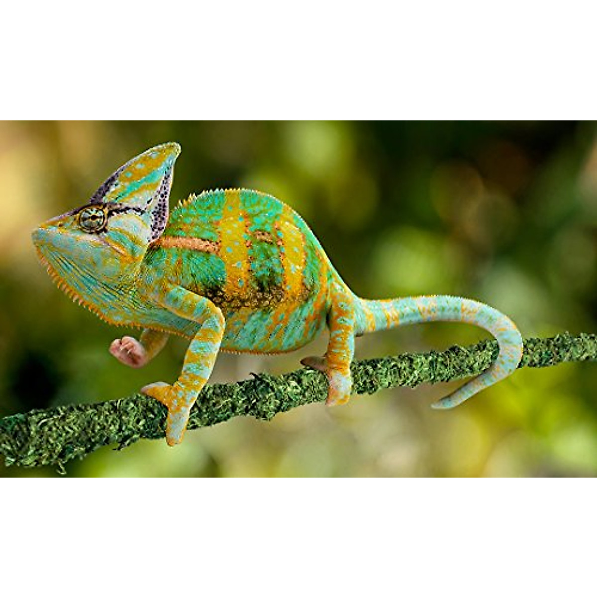 Galápagos (05320) Mossy Terrarium Sticks 18" (Pack of 6)