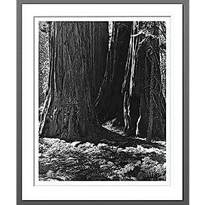 Morning Light, Alta Trail, Giant Forest (#4)