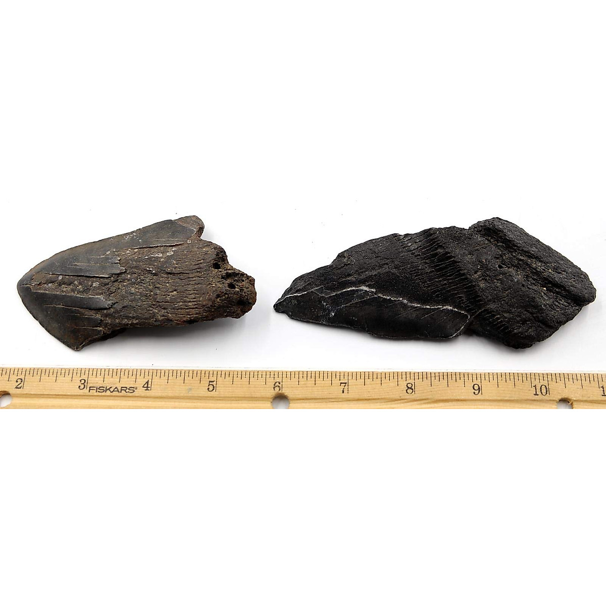 Megalodon Teeth Lot of 6 Fossils w/6 info Cards Shark #15666 25o