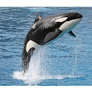 Pup Go Sea Life Animals Torch Projector with 3 Discs 24 Images, Shark Toy for Boys, Sea Creatures Toys for Children Age 3 4 5 6 7 Year Old, Shark Gifts Games for Kids(Seaworld)