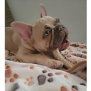 WhiteTail Naturals - Premium Deer Antlers for Small Dogs - Naturally Shed Dog Antler, Long Lasting Chew Bone for Puppies and Smaller Breeds