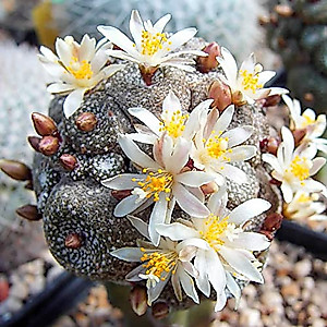 QAUZUY GARDEN 50 Rare Cactus Seeds Blossfeldia Liliputiana - Exotic Perennial Succulent Plants Seeds - Striking Houseplant Indoor Outdoor Container Plant