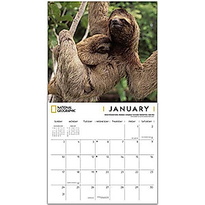 National Geographic Sloths 2021 Wall Calendar