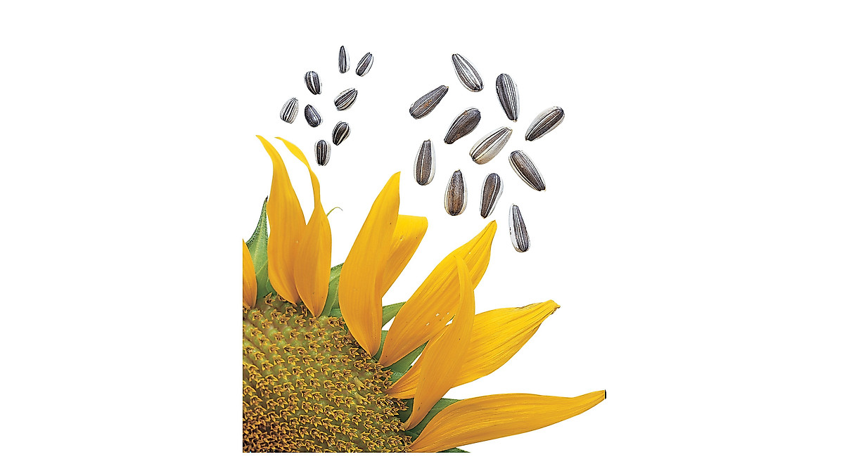 Burpee Super Snack Sunflower Seeds - Giant Flavorful Treats