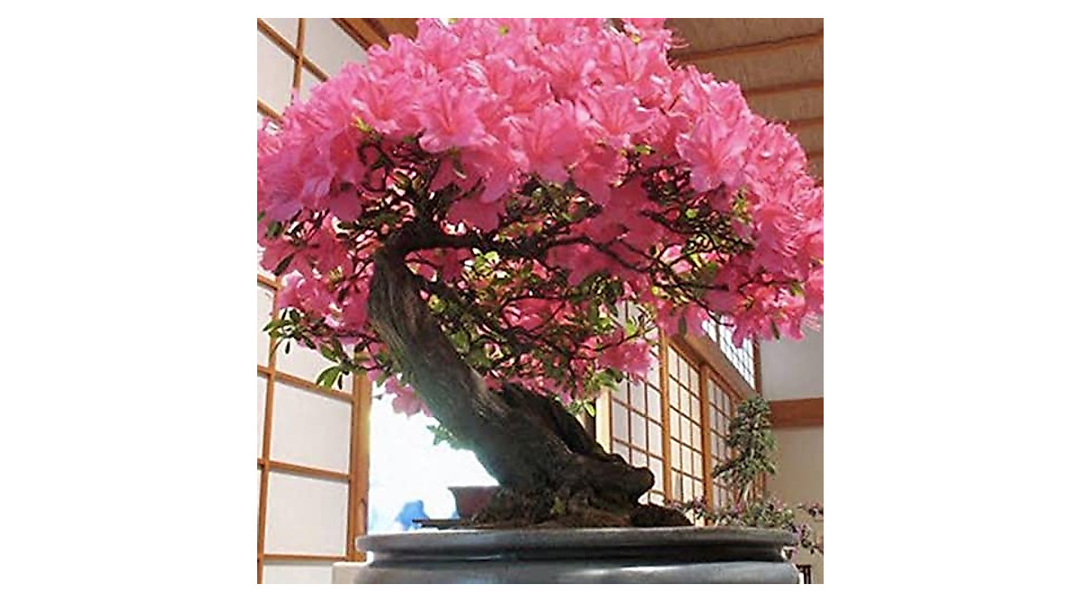 Plant Beautiful Japanese Sakura Seeds for Stunning Cherry Blossoms