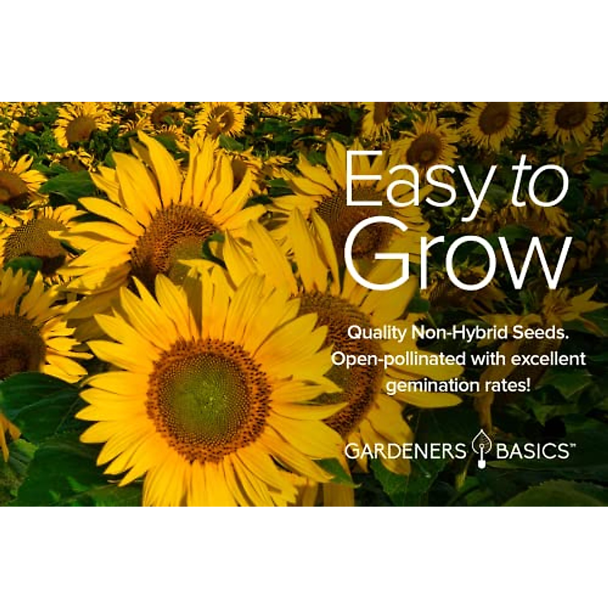 Sunflower Seeds for Planting Flowers (5 Pack Mix) - Velvet Queen, Dwarf Sunspot, Lemon Queen, Giant and Mammoth Bulk Mix of Regular Sunflower Seeds for Outdoor Flower Garden by Gardners Basics