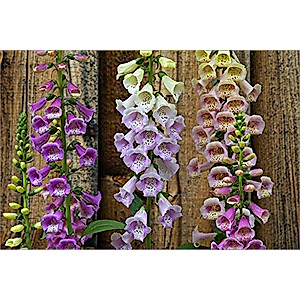 NIKA SEEDS - Flowers Purple Foxglove Digitalis Mix Perennial - 600 Seeds