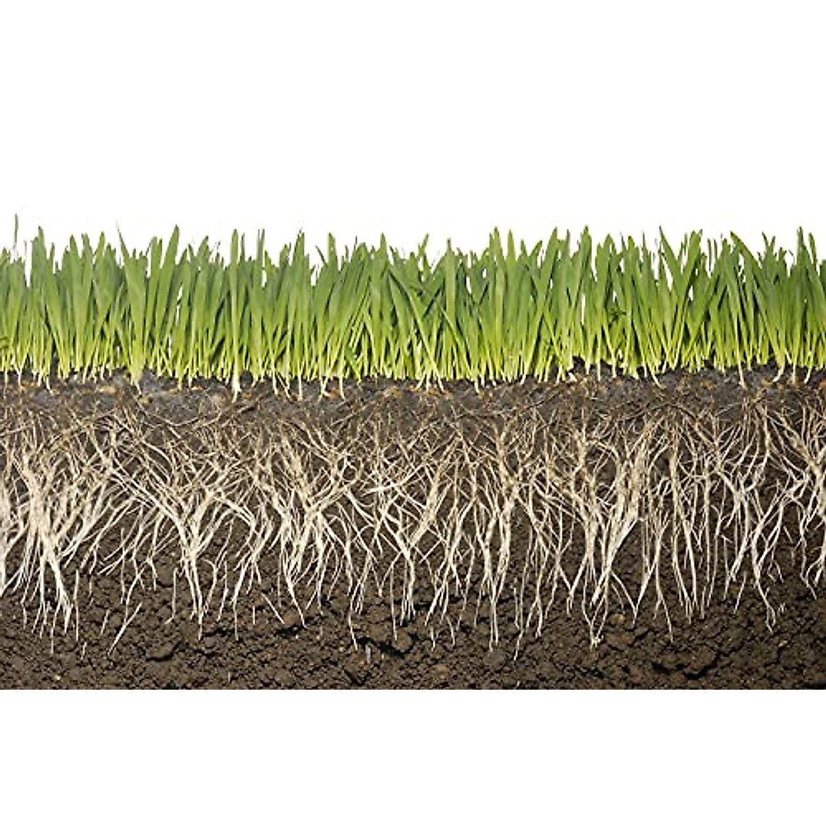 Commercial Grade Super Absorbent Polymer Potassium Based Water Crystal (1 Pound)