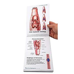 SLP Anatomy Flip Book Speech Language Pathology