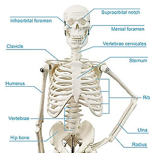 2024 New HADWYN Scientific Human Body Model for Anatomy,Human Skeleton Model,Full Body 17.7“ High with Movable Arms and Legs Bones Structures,Whole Spine and Ribs of The Skeleton Model are Integrated