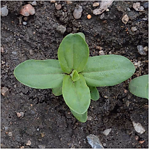 Seed Needs, Lime Green Envy Zinnia Seeds - 250 Heirloom Seeds for Planting Zinnia elegans - Annual Cut Flowers to Grow in a Butterfly Garden Outdoors (1 Pack)