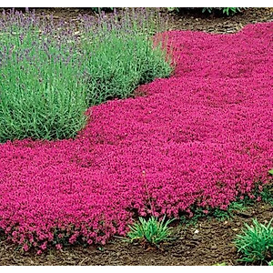 KVITER Solution Creeping Thyme 6000+ Seeds-Walk on Me,Thymus Serpyllum Herb Flower Hardy Ground Cover Seeds, Elfin Thyme Perennial Fragrant Flowers Planting
