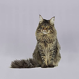 GFCC Gray Backdrop - 8FTX10FT Grey Photo Backdrop for Photoshoot Background for Photography Screen Video Recording Picture Background