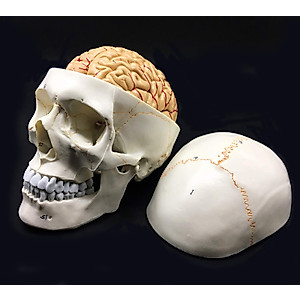 Human Skull with Brain Anatomical Model 8-Part Life-Size Anatomy for Science Classroom Study Display Teaching Medical Model