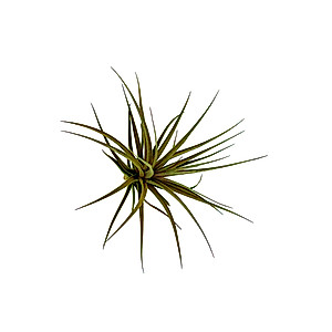 ragnaroc Air Plants - Flowering Tillandsia Stricta Large 5" - 1ct - Live Arrival Guaranteed - House Plants for Home Decor & Gift