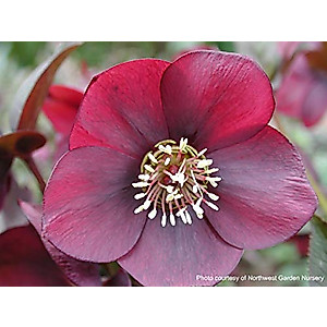 Perennial Farm Marketplace Helleborus x W.J. 'Ruby Wine' (Lenten Rose) Perennial, 1 Quart, Burgundy Flowers
