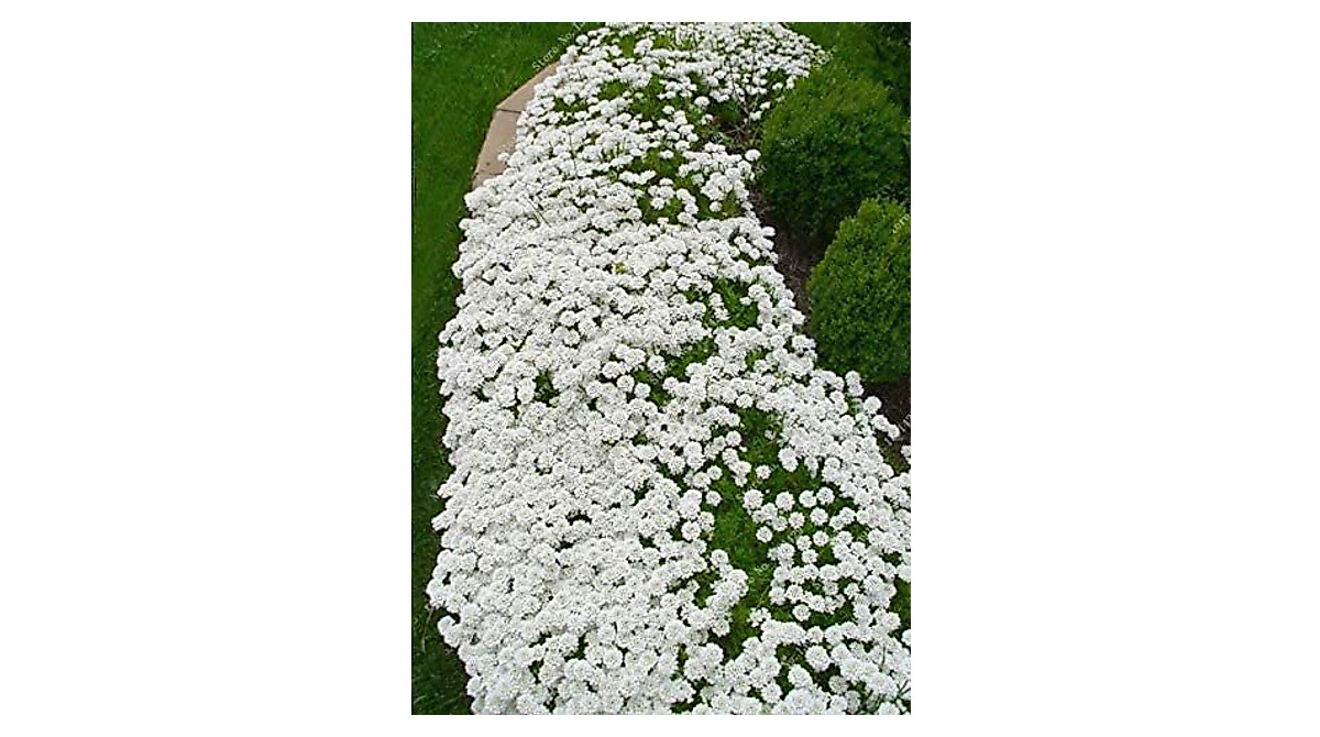 3000+ Mix Creeping Thyme Seeds | Easy Ground Cover & Pollinator
