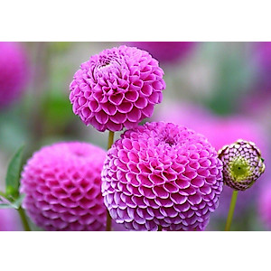 Seeds4planting - Seeds Dahlia Pompon Mix Annual Beautiful Flower Non GMO