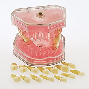 Dentalmall Dental Demonstration Teeth Model - Standard Study Teaching Dental Mode with All Removable Teeth #4004 Silica Gel Material Soft and Bendable Teeth Typodonts