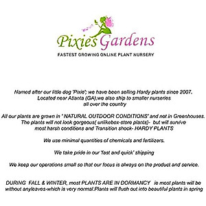 Pixies Gardens Fuji Apple Tree Live Fruit Plant for Planting - Medium Size Yellowish Green with Red Tint Skin (5 Gallon, Potted)