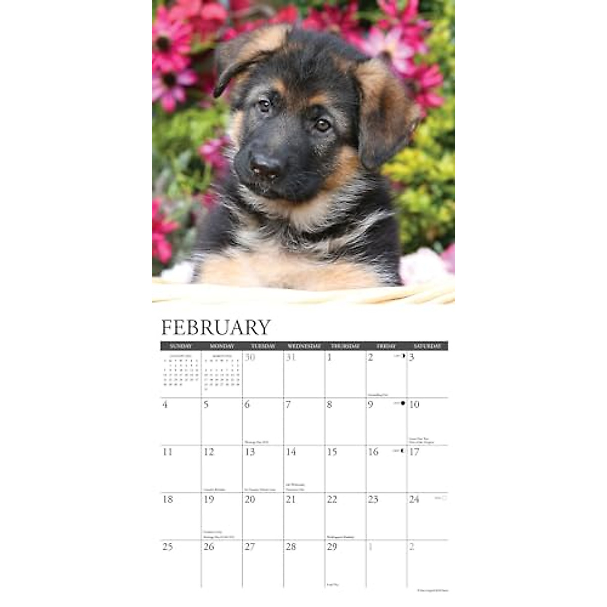 Willow Creek Press German Shepherd Puppies Monthly 2024 Wall Calendar (12" x 12")