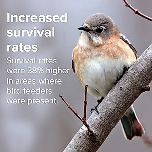 Blue Seal White Safflower Wild Bird Seed | High in Fats and Protein | Attracts Variety of Birds | 4 Pound Bag