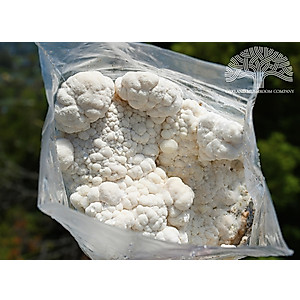 Lion's Mane Mushroom Grow Kit by Oakland Mushroom Co. | Handmade with Organic Ingredients | Ready to Grow | Harvest in 7-19 Days