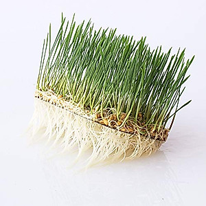 Trellis + Co. Stainless Steel Hydroponic Microgreens Growing Kit - Infinitely Reusable Hydroponic Kit for Microgreen Seeds & Wheatgrass Seeds - Easy Soil-Free Sprouting System for Your Indoor Garden