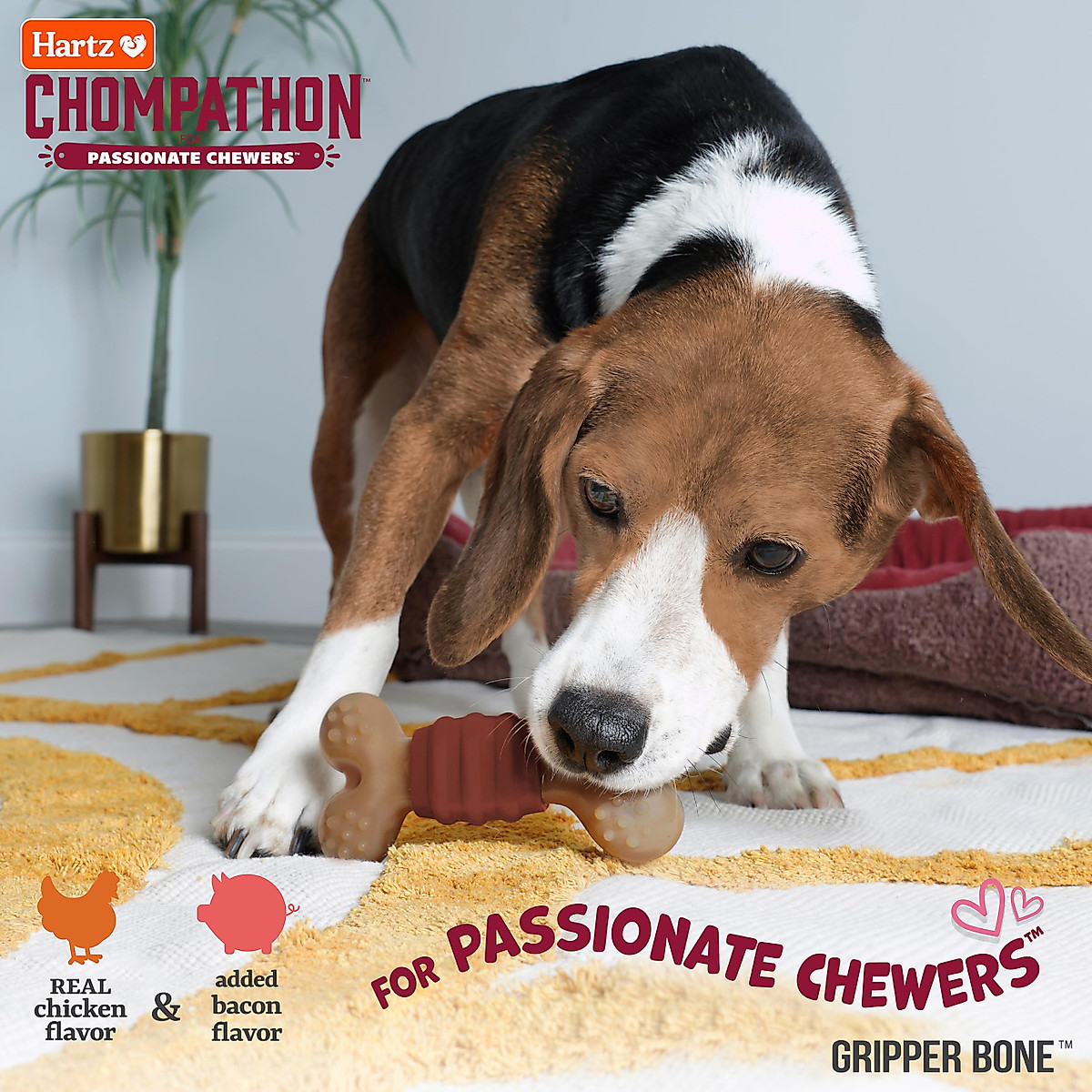 Hartz New Chompathon Gripper Bone Dog Chew Toy for Aggressive Chewers, Double Layered Flavored with Chicken & Bacon