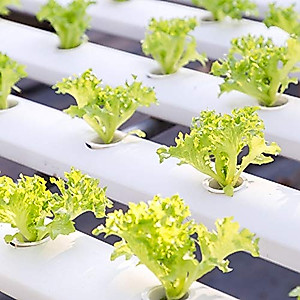 Alphatool 50pcs Grow Basket Replacement- Seed Plant Pod Basket Compatible with Grow Sponge, Plant Growing Containers Plant Pods for Herb Cilantro Lettuce Hydroponic Growing System