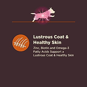 Wellness CORE Digestive Health Dry Dog Food with Wholesome Grains, Highly Digestible, for Dogs with Sensitive Stomachs, Made in USA with Real Protein (Small Breed, Chicken & Brown Rice, 4-Pound Bag)