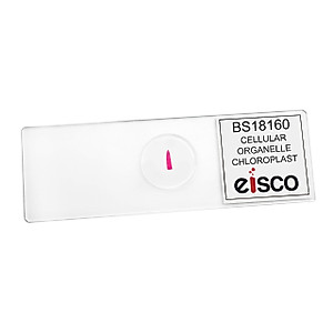EISCO 10PK Chloroplasts - Prepared Microscope Slides - Classroom Pack, 10 Slides in Storage Case - Biology & Microscopy