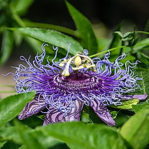 QAUZUY GARDEN Purple Passiflora Incarnata 10 Seeds Maracuja Passion Flower Maypop Non-GMO Fruit Seeds Fragrant Hardy Fast- Growing Low Maintenance