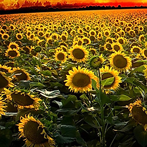 Outsidepride Helianthus Annuus Tall Wild Sunflower Plants - 1000 Seeds