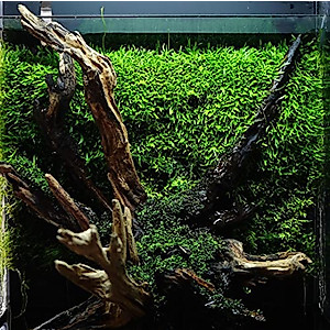 SubstrateSource Christmas Moss Live Aquarium Plant - Freshwater Fish Tank Decorations for Natural Aquatic Décor (Golf Ball)