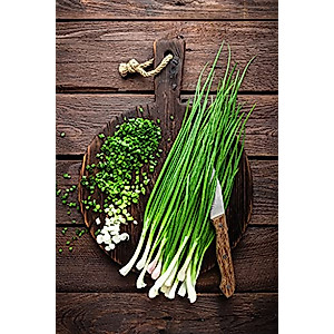 Scallion Bunching Onion Seeds, 250+ Evergreen Hardy White, Heirloom, Non-GMO, Allium fistulosum