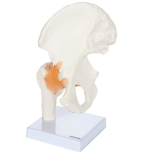 Axis Scientific Life Size Human Hip Bone Anatomy Model – Premium Hip Joint Anatomy Model for Medical Students with Flexible Ligaments and Bony Landmarks – Includes Base, Includes Product Manual