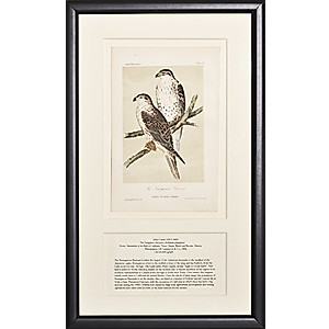 The Ferruginous Buzzard