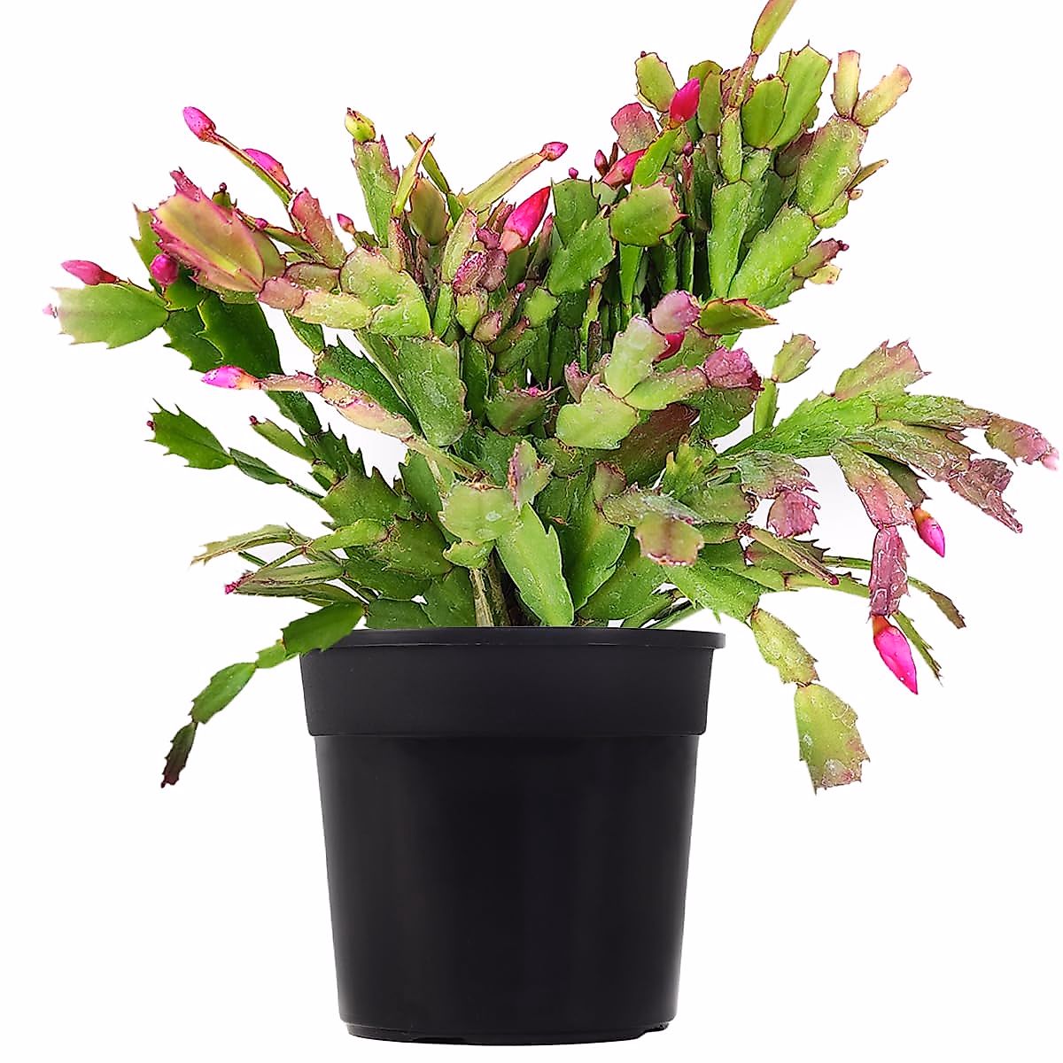 Christmas Cactus Thanksgiving Cactus (4-inch Plastic Pot) - Cactus Plants Live, Hand Selected, Rare Varieties for Gift or Home Decoration - Unique Collection of Live Cactus, Succulents, Indoor Plants