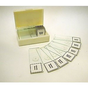 Prepared Slide, Animal Mitosis, Classpack of 15 Sides
